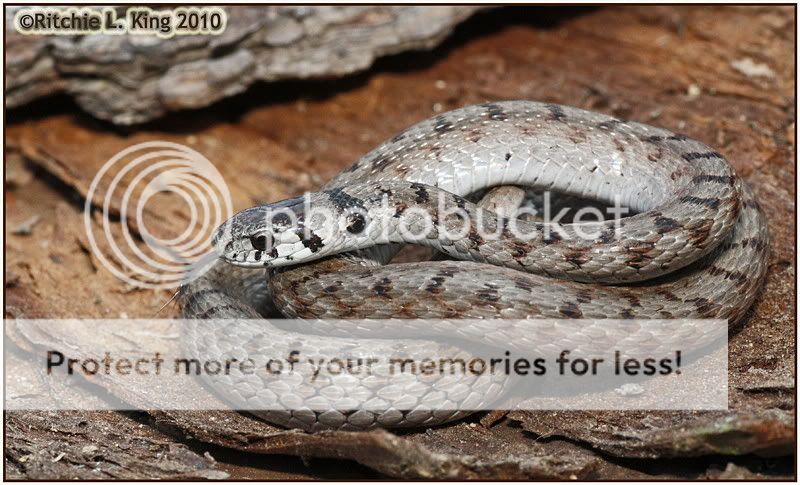 Some of my field herping pics. pt.1 - Field Herp Forum