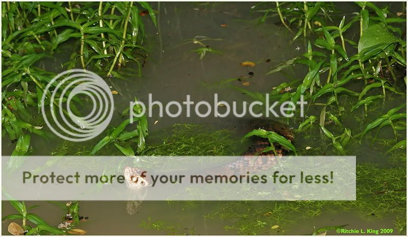 Some of my field herping pics pt 2. - Field Herp Forum