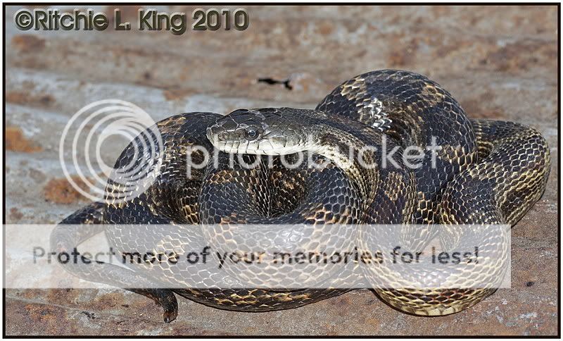 Some of my field herping pics. pt.1 - Field Herp Forum