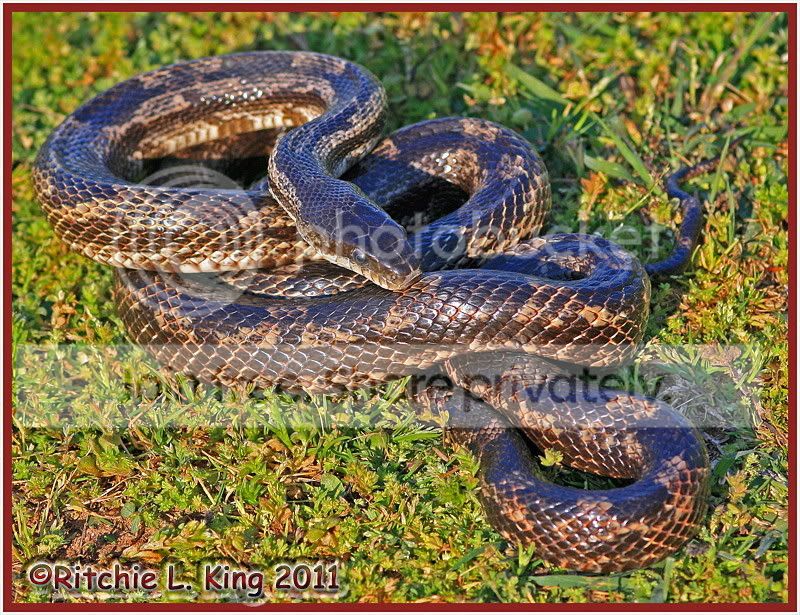 Some of my field herping pics. pt.1 - Field Herp Forum