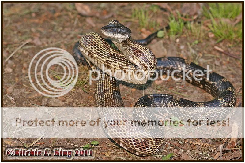 Some of my field herping pics. pt.1 - Field Herp Forum