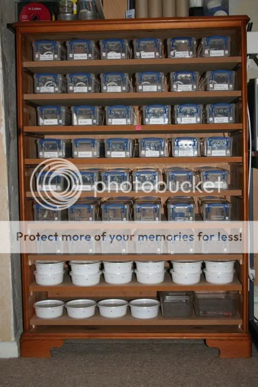 Corn Hatchling Rack | Reptile Forums