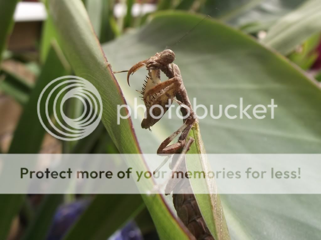 Mantis collection (pic heavy) | Reptile Forums