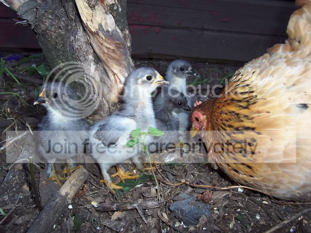 blue splash cochin bantam rooster | BackYard Chickens - Learn How to ...
