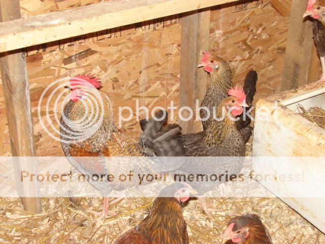 Crele Penedesenca Photos.. finally! | BackYard Chickens - Learn How to ...