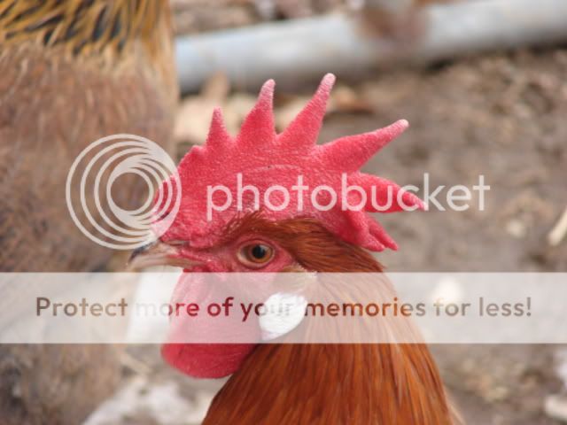 Partridge Penedesenca Photos | BackYard Chickens - Learn How to Raise ...