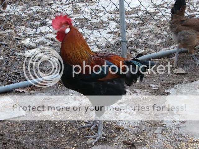 Partridge Penedesenca Photos | BackYard Chickens - Learn How to Raise ...