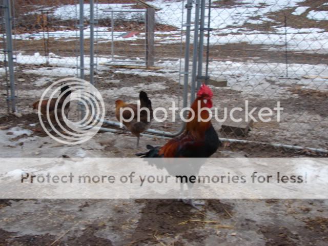 Partridge Penedesenca Photos | BackYard Chickens - Learn How to Raise ...