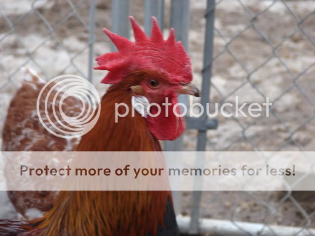 Partridge Penedesenca Photos | BackYard Chickens - Learn How to Raise ...