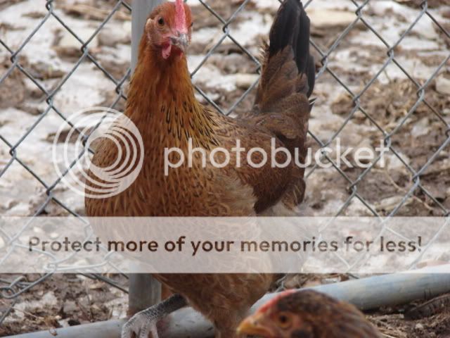 Partridge Penedesenca Photos | BackYard Chickens - Learn How to Raise ...
