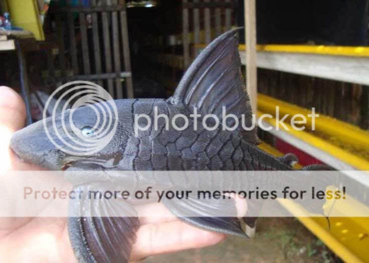 Blue Eyed Panaque For Sale | Fish Forum